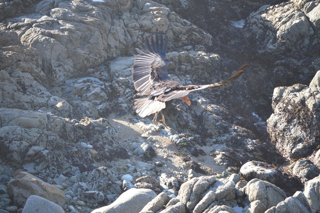 Wild California Condors of Big Sur – Loyalty Traveler