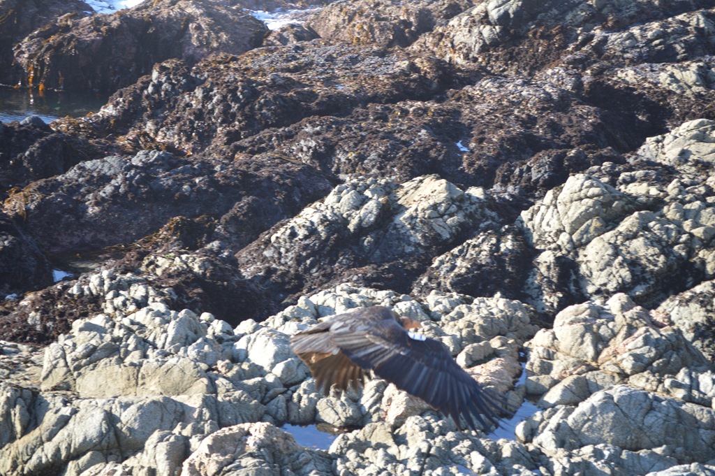 Wild California Condors of Big Sur – Loyalty Traveler