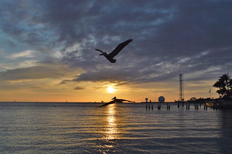 Jan 2018 Key West and Everglades National Park – Loyalty Traveler