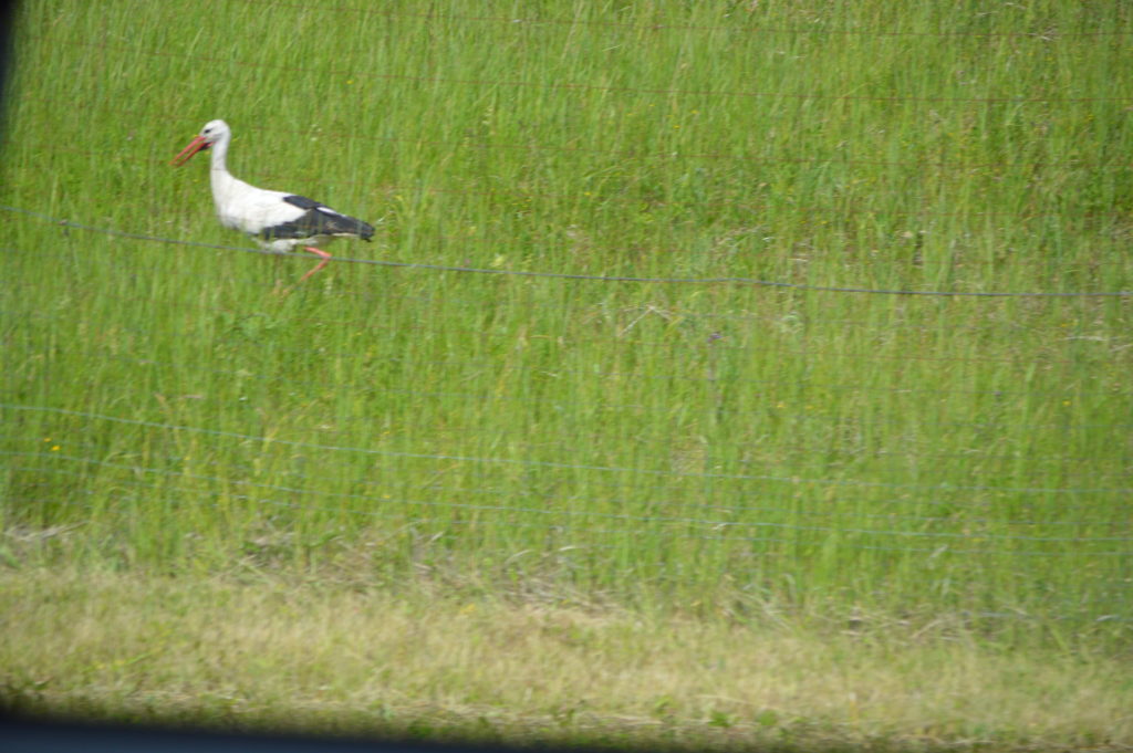 White storks of Lithuania – Loyalty Traveler