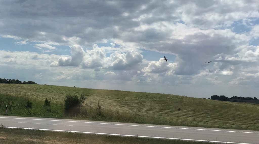 White storks of Lithuania – Loyalty Traveler